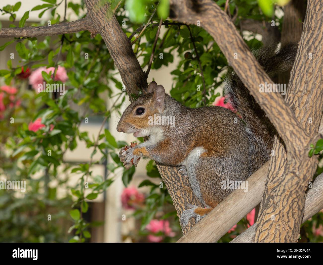 Squirrel portrait photography hi-res stock photography and images - Alamy