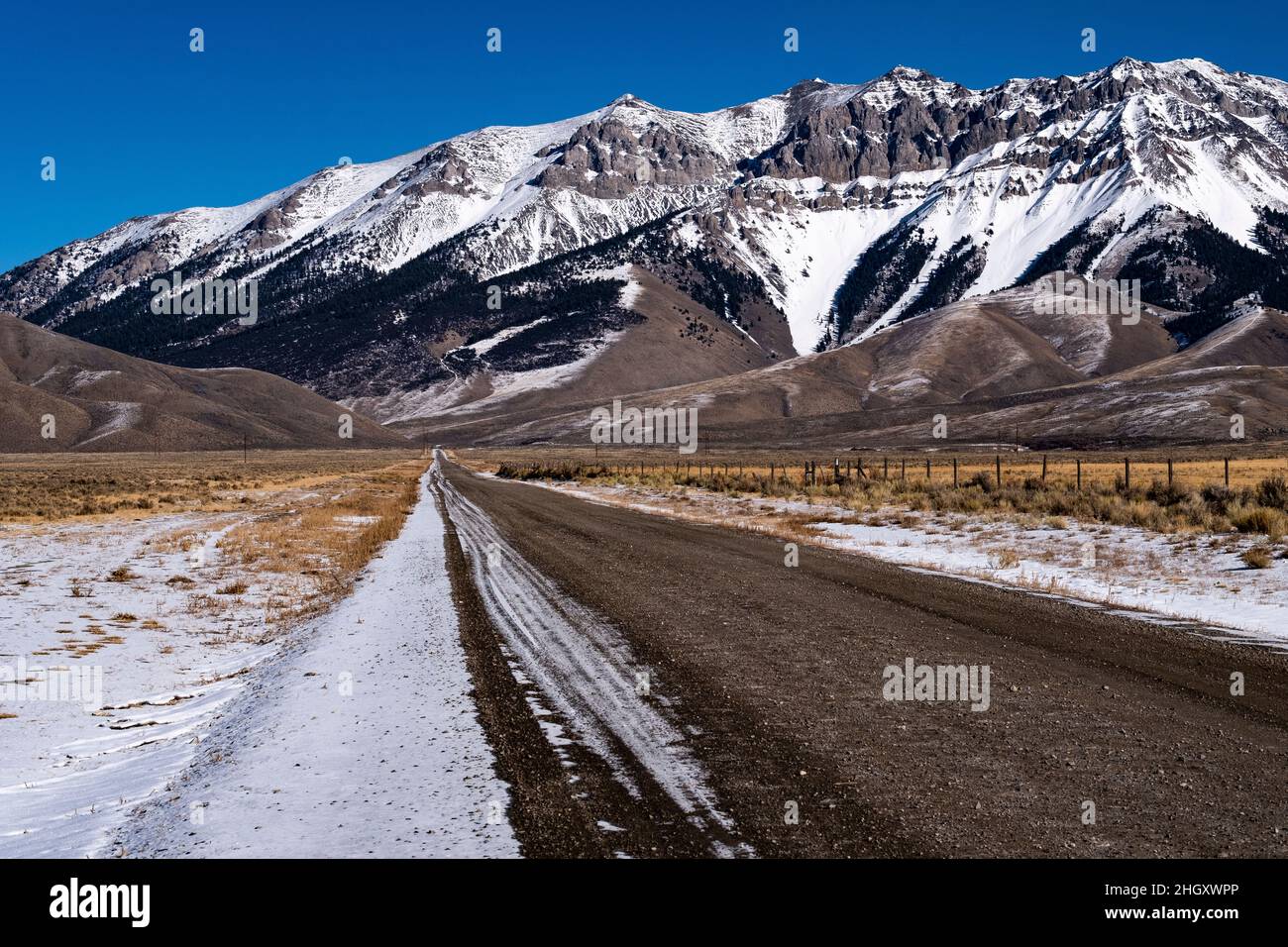 Silver desert bighorn hi-res stock photography and images - Alamy