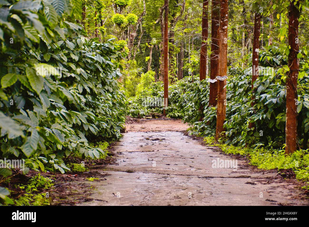 A walk through a coffee plantation Stock Photo - Alamy