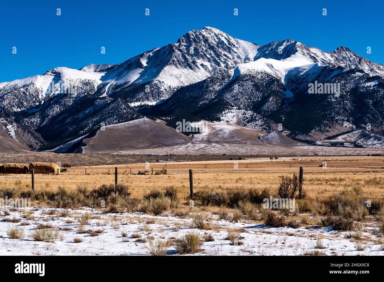 Silver desert bighorn hi-res stock photography and images - Alamy
