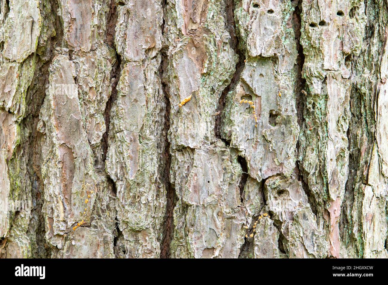 Tree Trunk Background for art or sreen saver Stock Photo - Alamy