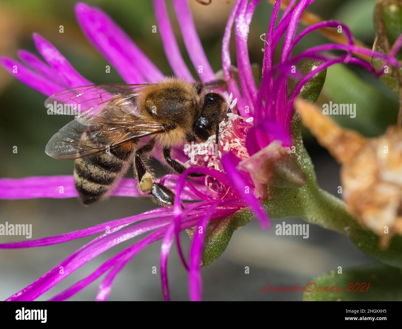 insect pollinating on purple flower Stock Photo - Alamy