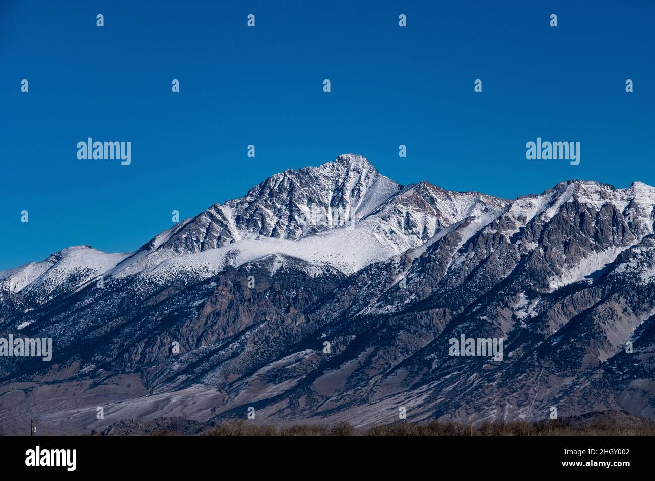Silver desert bighorn hi-res stock photography and images - Alamy