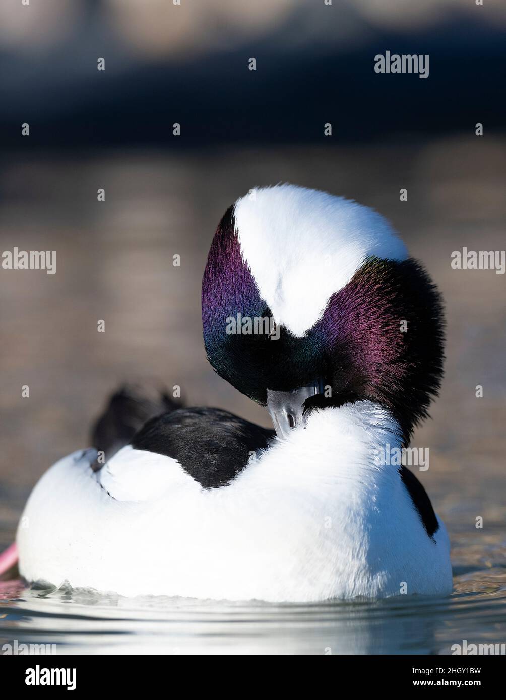 Bufflehead ducks in the winter on an icy pond Stock Photo - Alamy