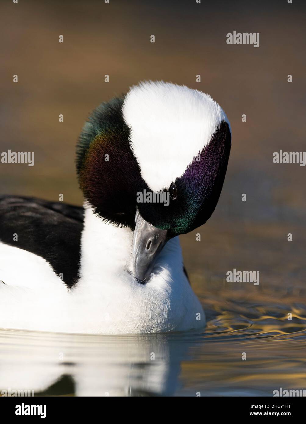Drake and hen bufflehead hi-res stock photography and images - Alamy