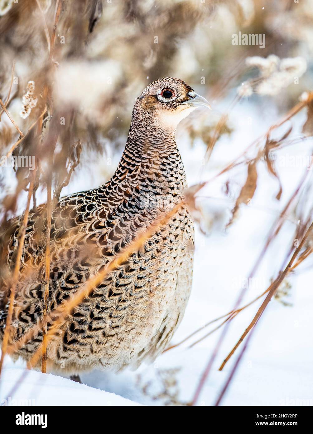 A hen Pheasant in the winter in South Dakota Stock Photo - Alamy
