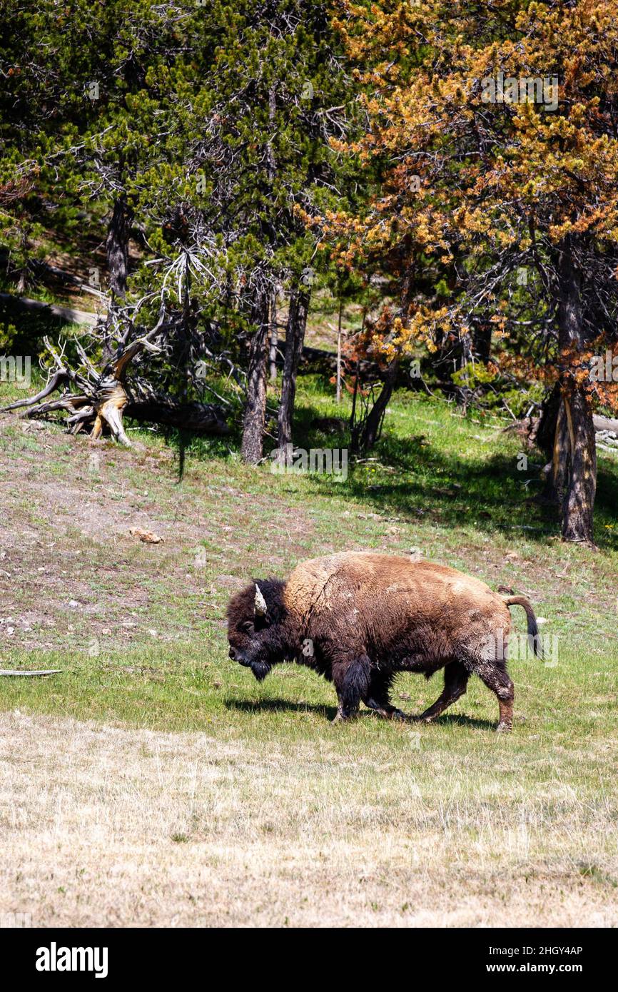 American Bison (Bison bison) in Yellowstone national Park in the ...