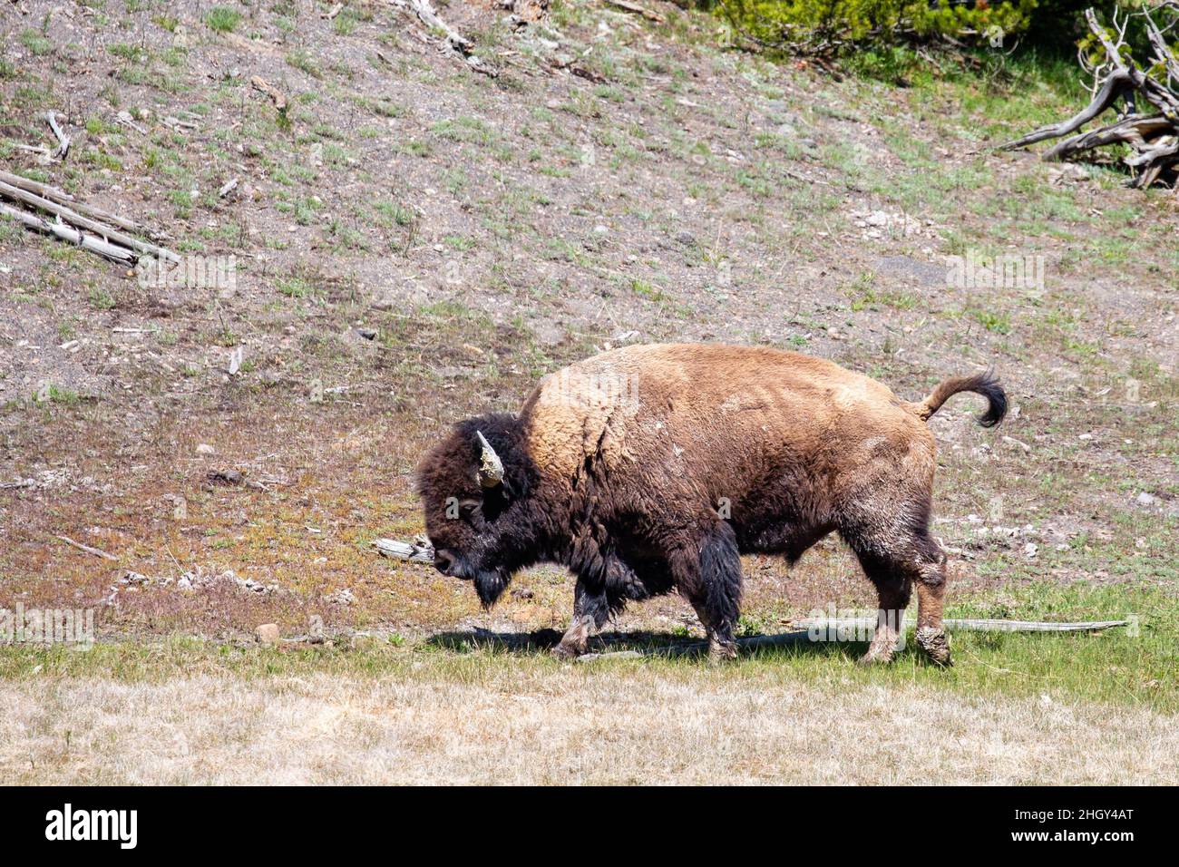 American Bison (Bison bison) in Yellowstone national Park in the ...