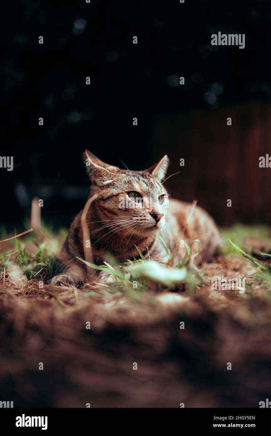 Cat Photography Tumblr