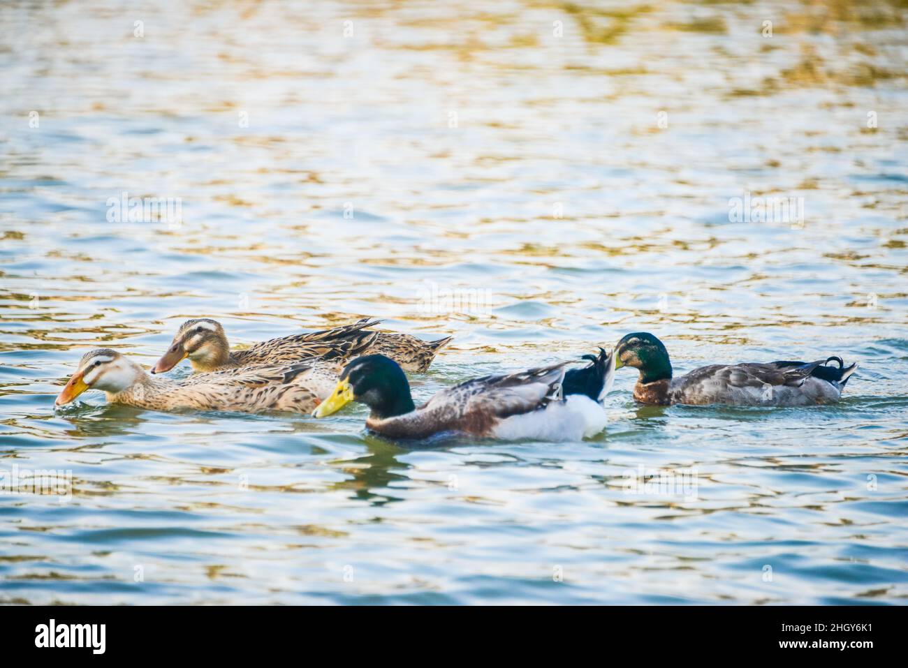 Mallard Duck ( Anas platyrhynchos ) swimming in the lake, Guzhen town ...