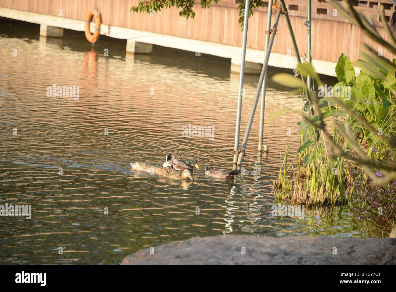 Mallard Duck ( Anas platyrhynchos ) swimming in the lake, Guzhen town ...