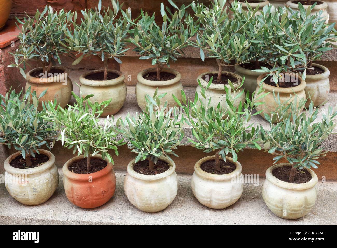 Small trees in pots hi-res stock photography and images - Alamy