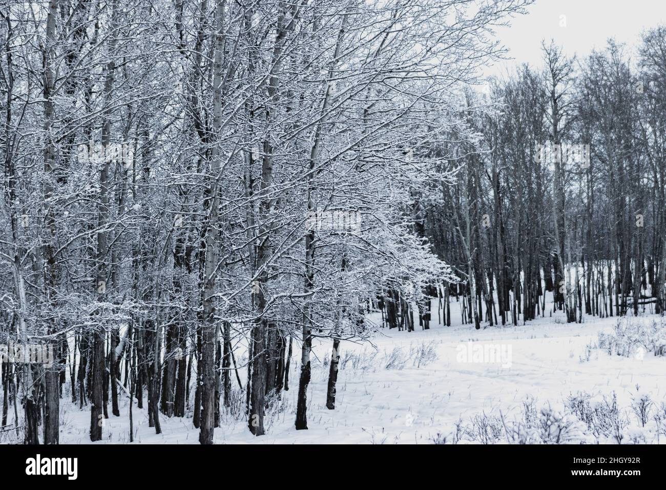black and white image of snow covered glistening trees in winter Stock ...