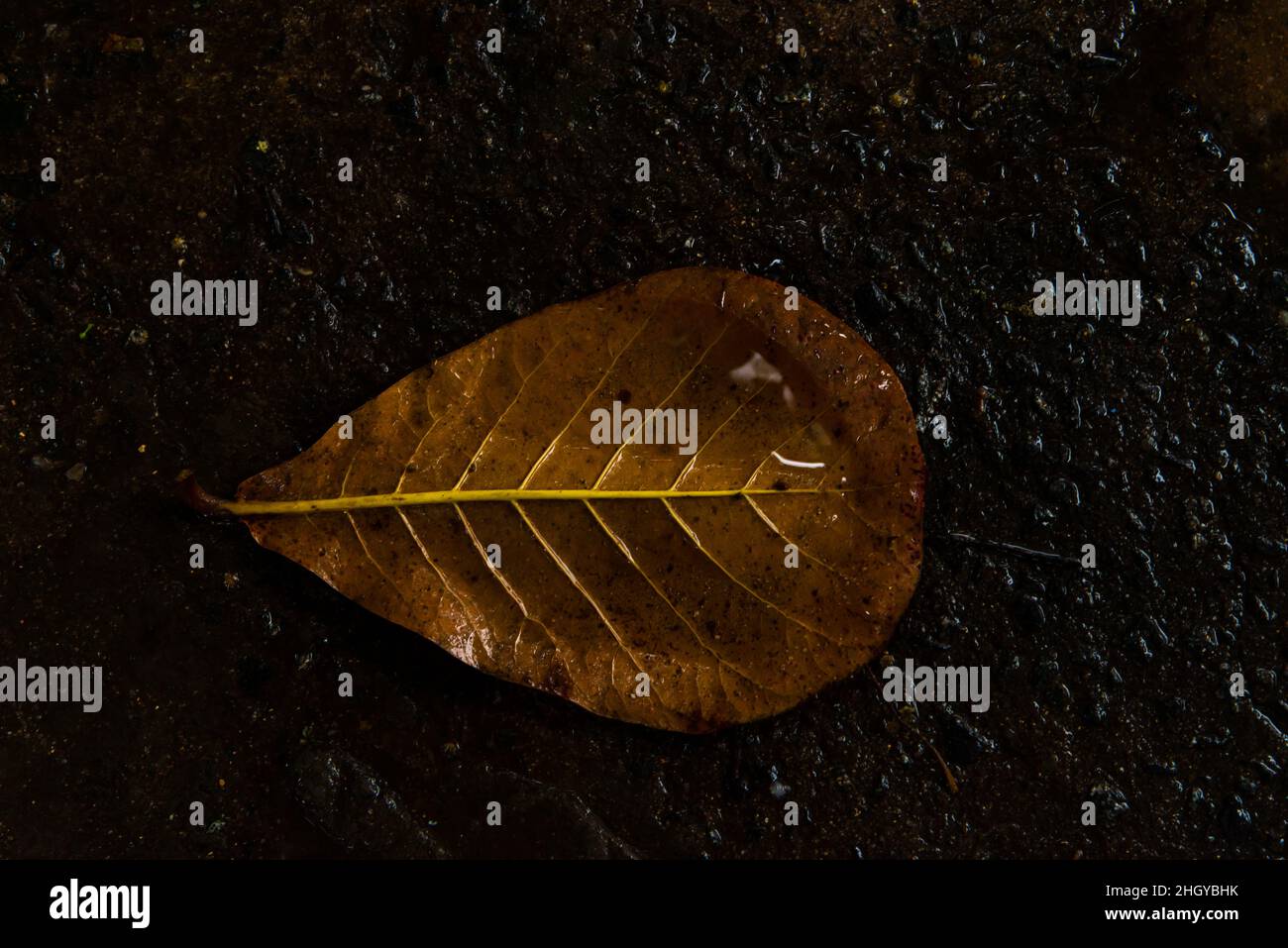 Yellow leaf of a tree thrown to the wet ground. Salvador, Bahia, Brazil ...
