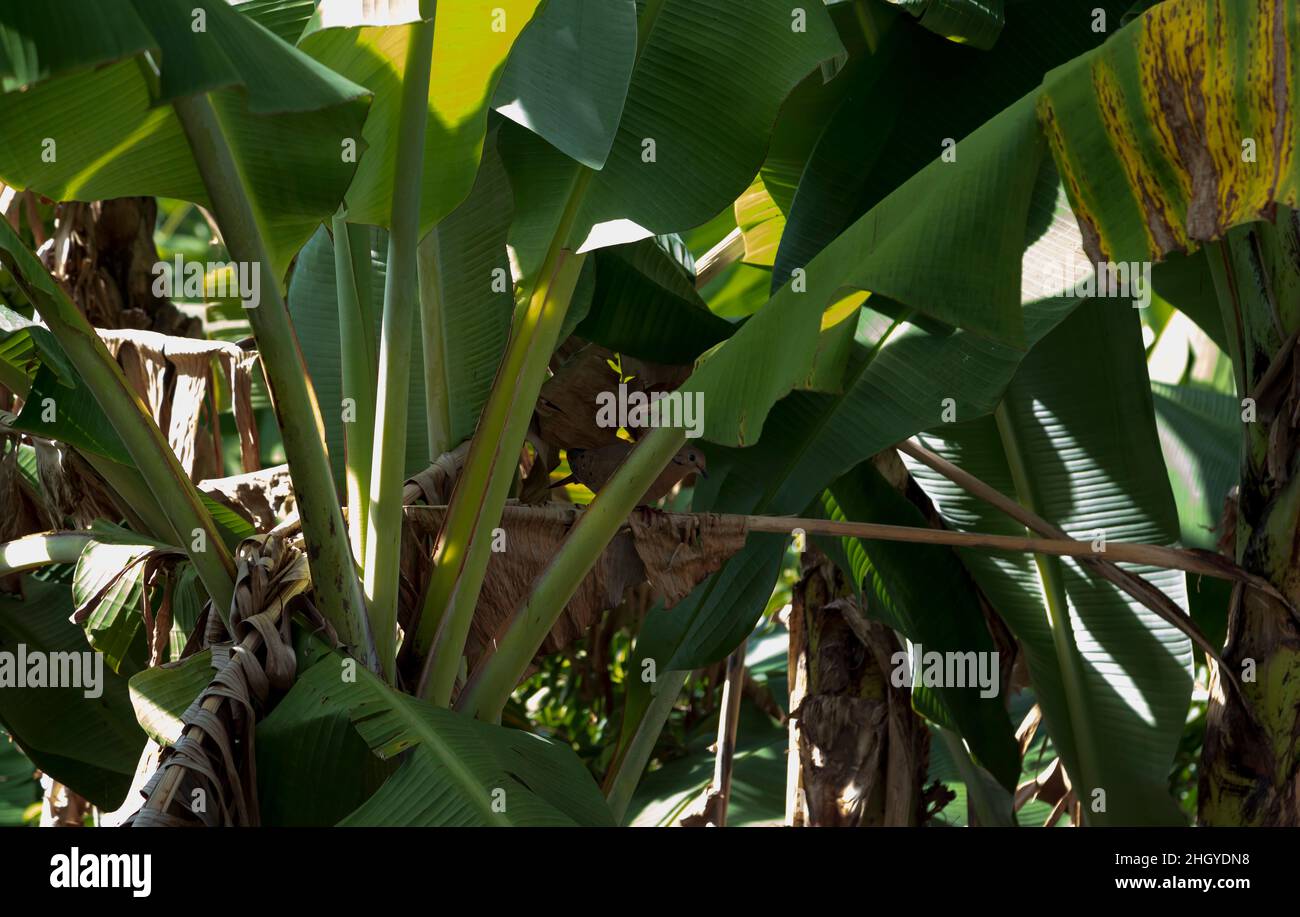 Pigeon hiding in the fig tree Stock Photo - Alamy