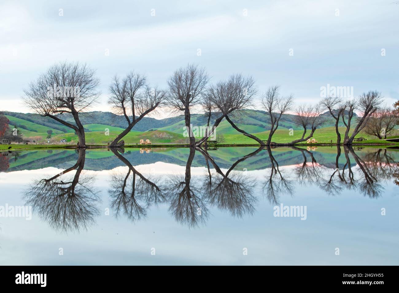 Dancing Trees by the Lake Stock Photo - Alamy