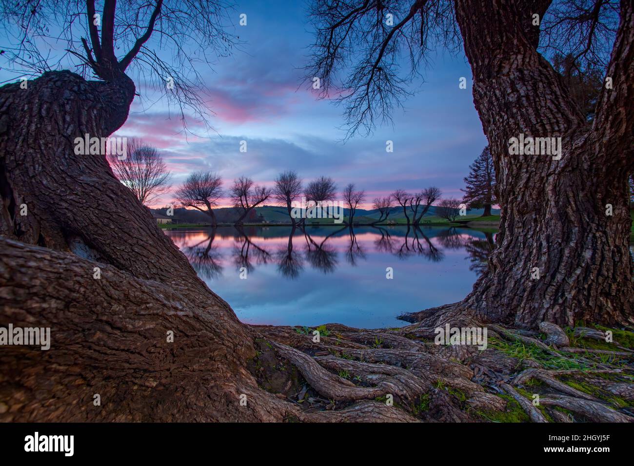 Dancing Trees by the Lake Stock Photo - Alamy