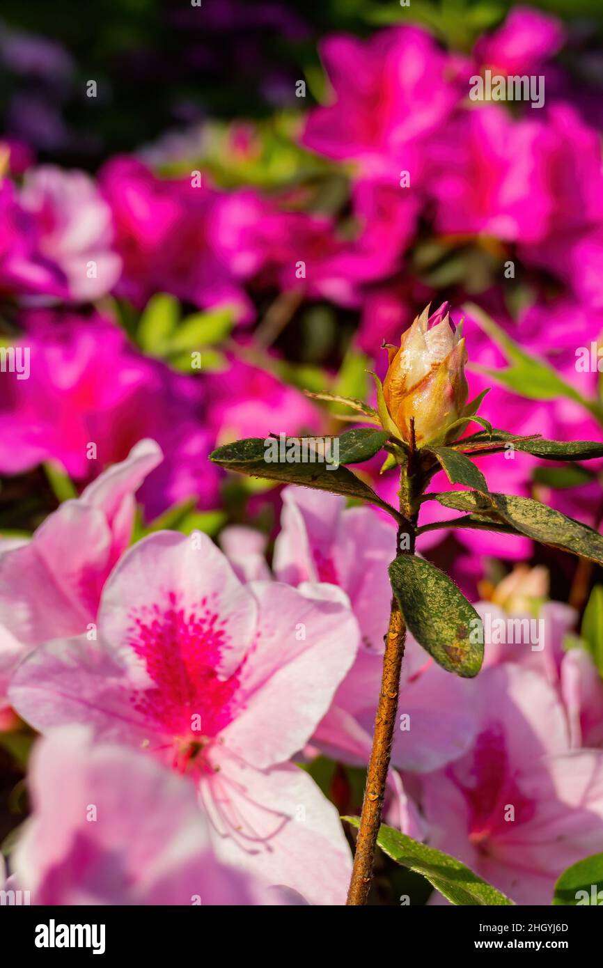 Azalea blossom hi-res stock photography and images - Alamy