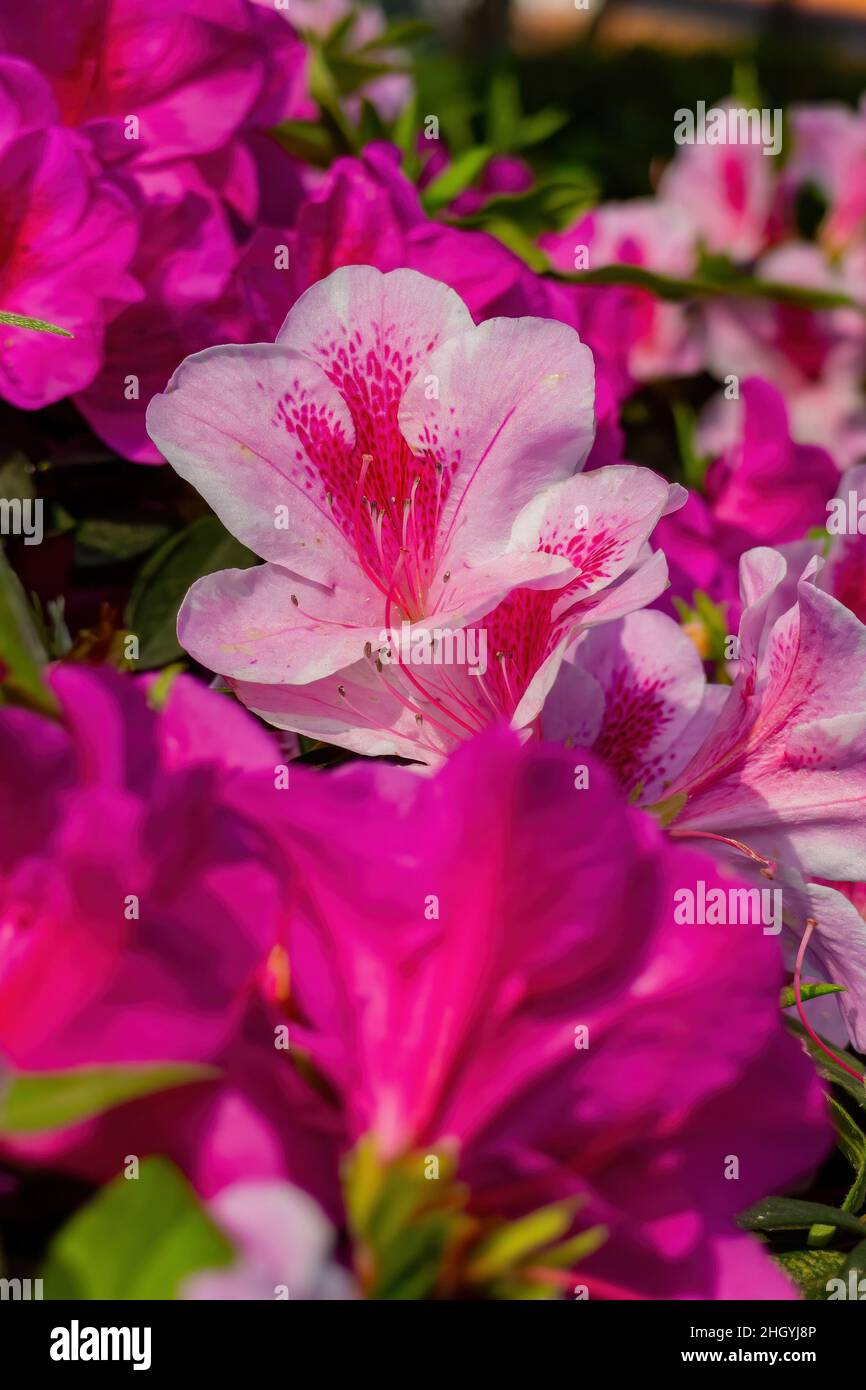 Close up shot of the beautiful Azalea blossom at Taipei, Taiwan Stock ...