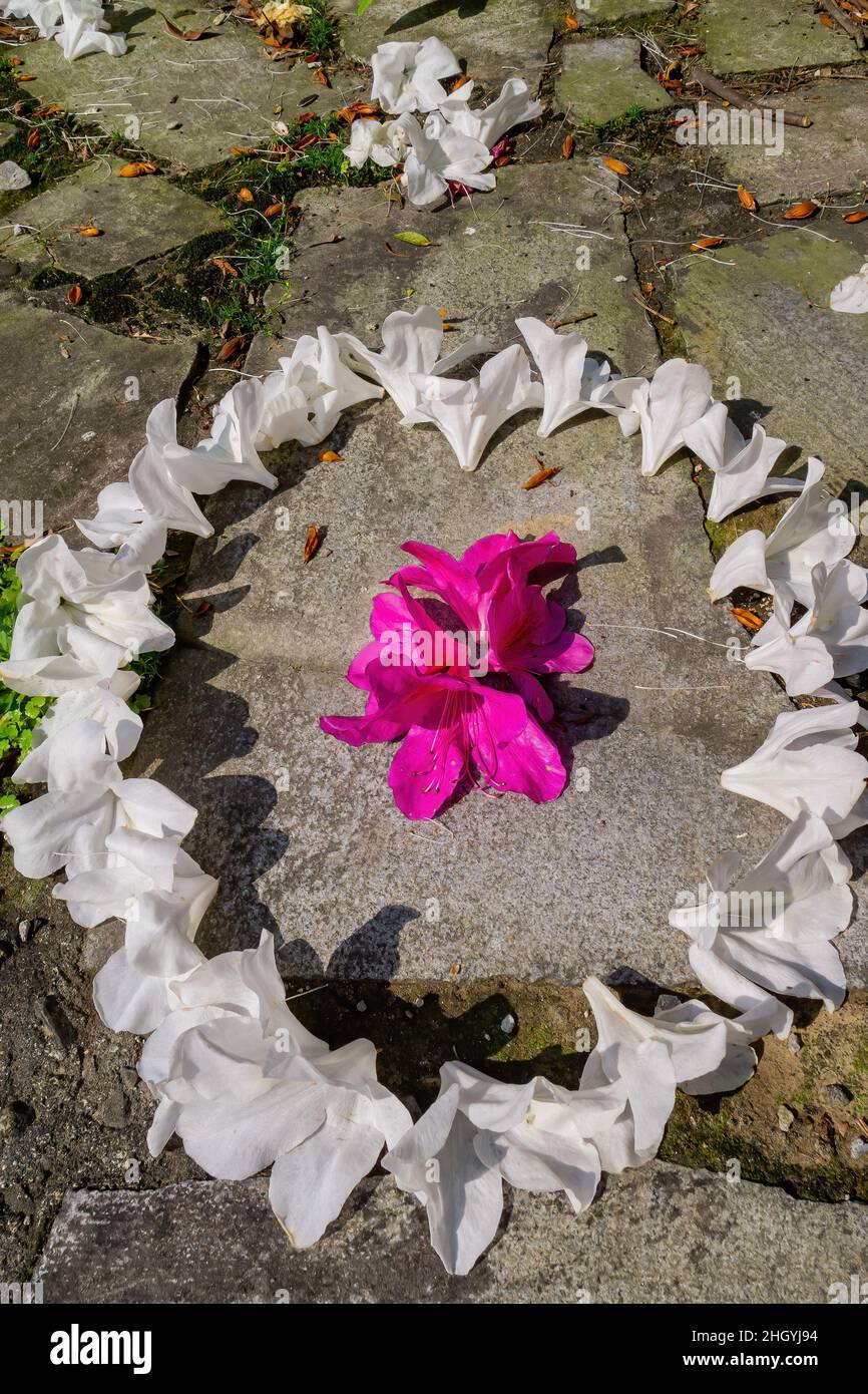 Close up shot of the beautiful Azalea flower form a heat shape figure ...