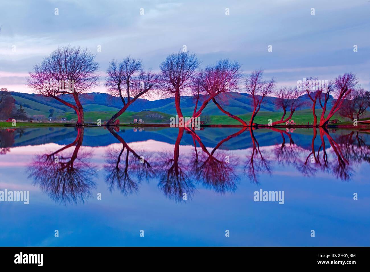 Dancing Trees by the Lake Stock Photo - Alamy