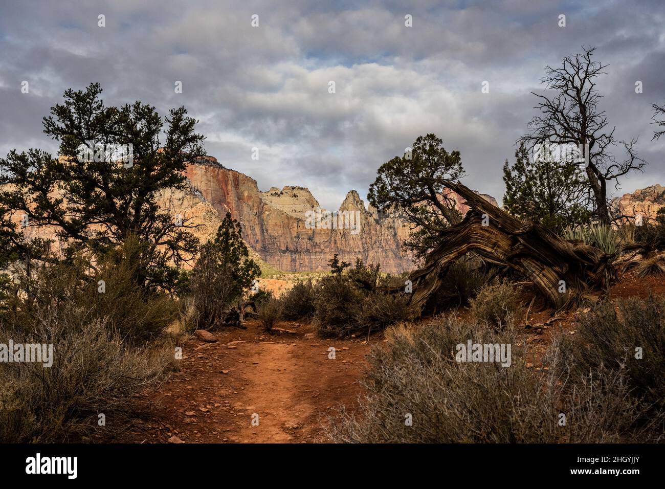 The Watchmen Trail Cuts Through Gnarly Trees In Zion National Park ...