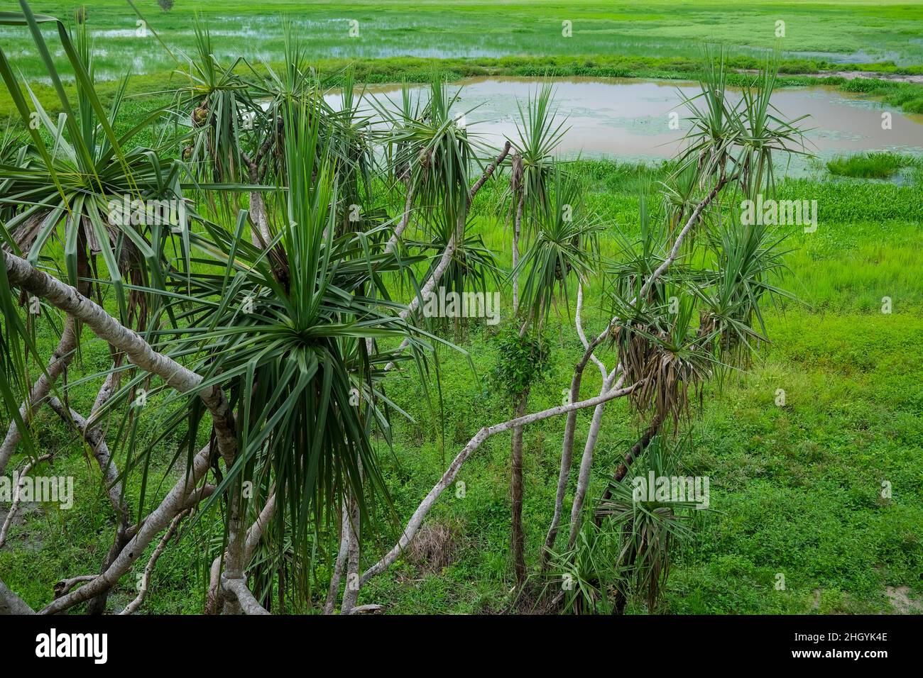 Fogg Dam Conservation Reserve wetlands with Pandanus trees Stock Photo ...