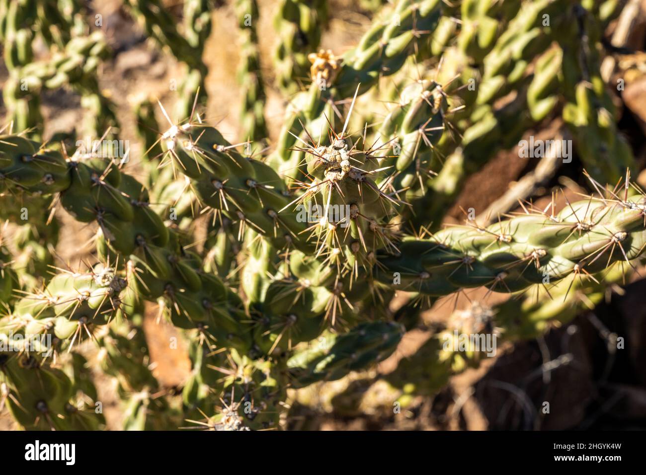 Thin Needles on Bright Green Chain Link Cactus in Big Bend Stock Photo ...