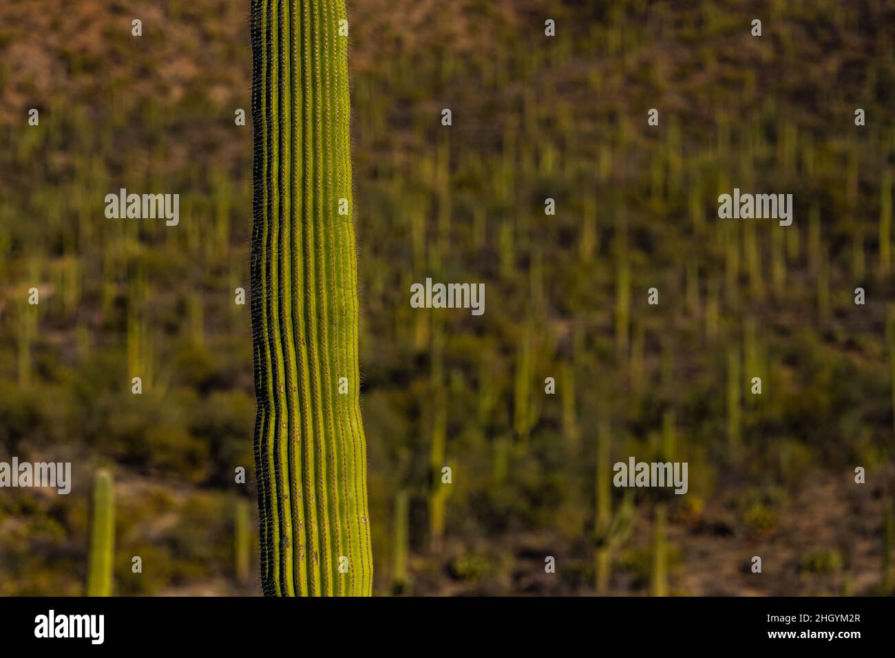 Tall cactus plants sonoran desert hi-res stock photography and images ...