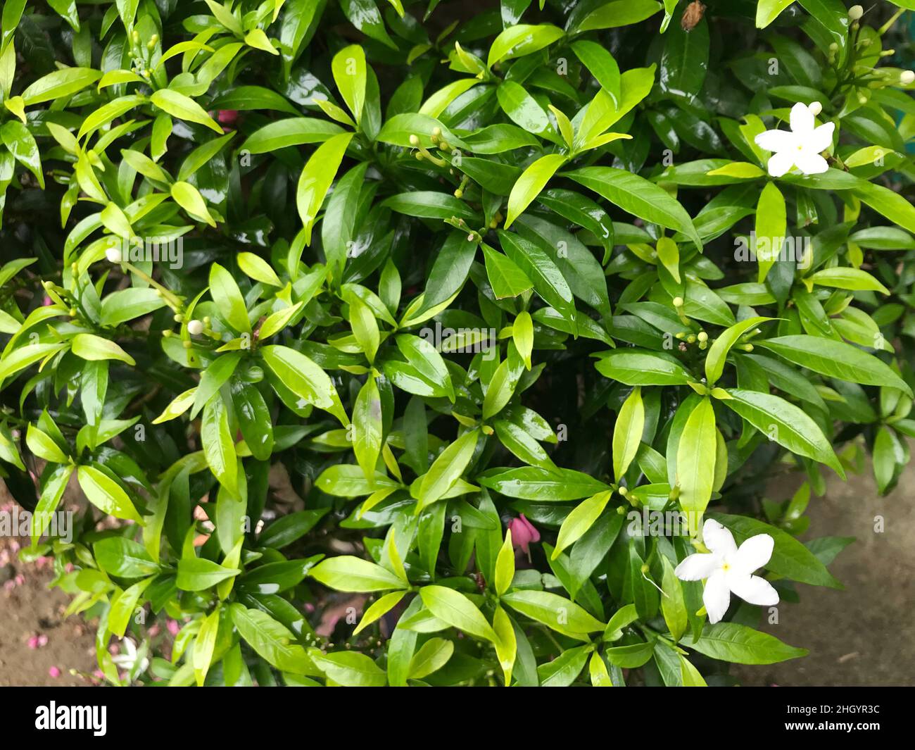 Green leaf and flower hi-res stock photography and images - Alamy