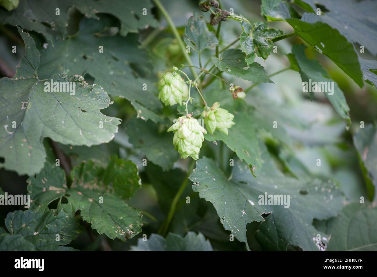 Picture of humulus lupulus, also called hops, growing at the wild stage ...