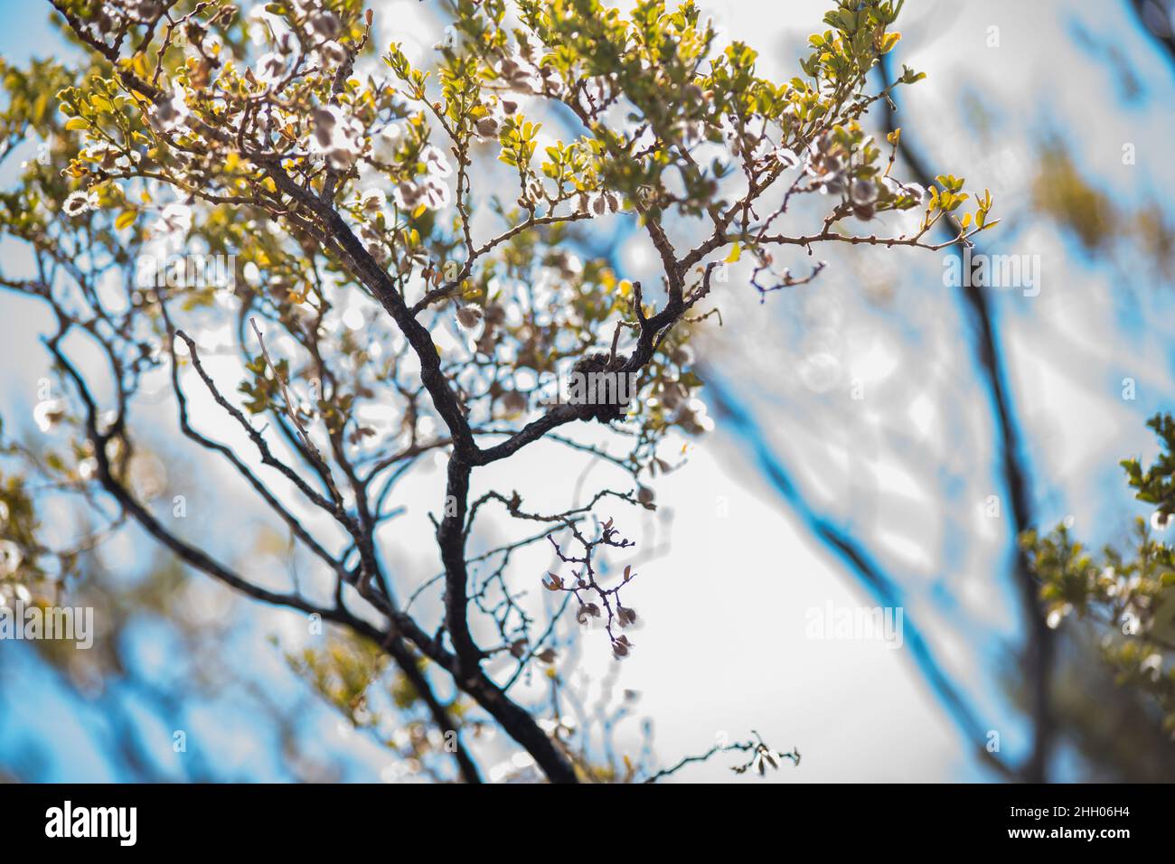 Small nest attached to tree branch Stock Photo - Alamy