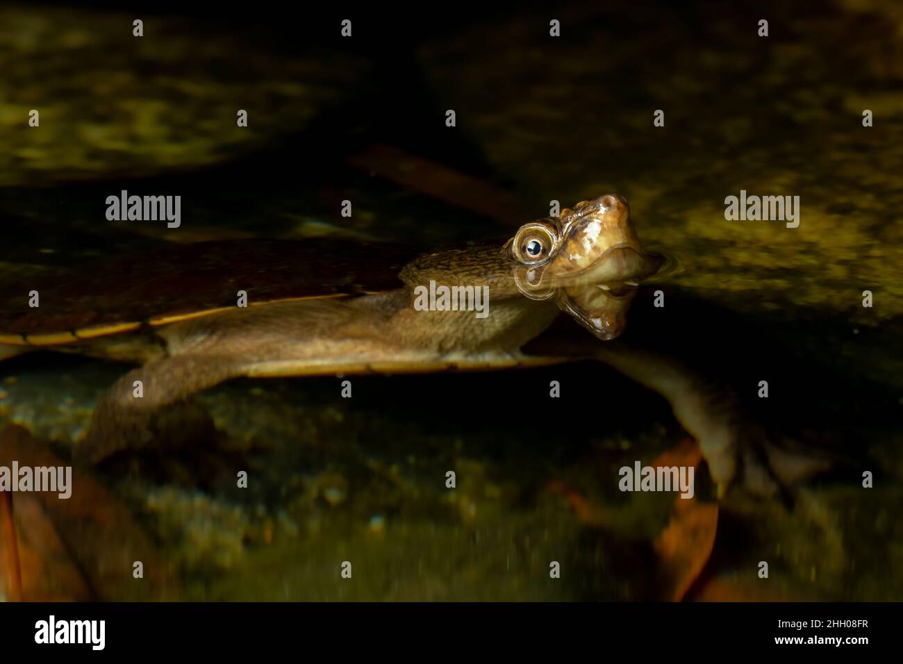 Saw-shelled Turtle (Myuchelys latisternum aka Wollumbinia latisternum ...
