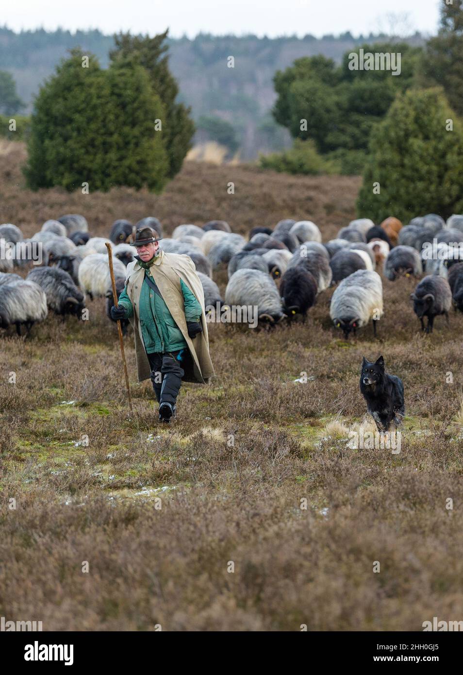 Niederhaverbeck, Germany. 20th Jan, 2022. Uwe Storm, shepherd, leads ...