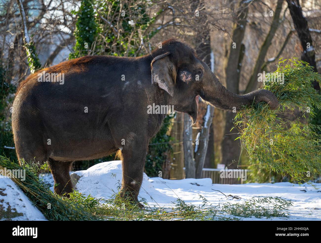 Berlin, Germany. 21st Jan, 2022. An Asian elephant stands in its ...