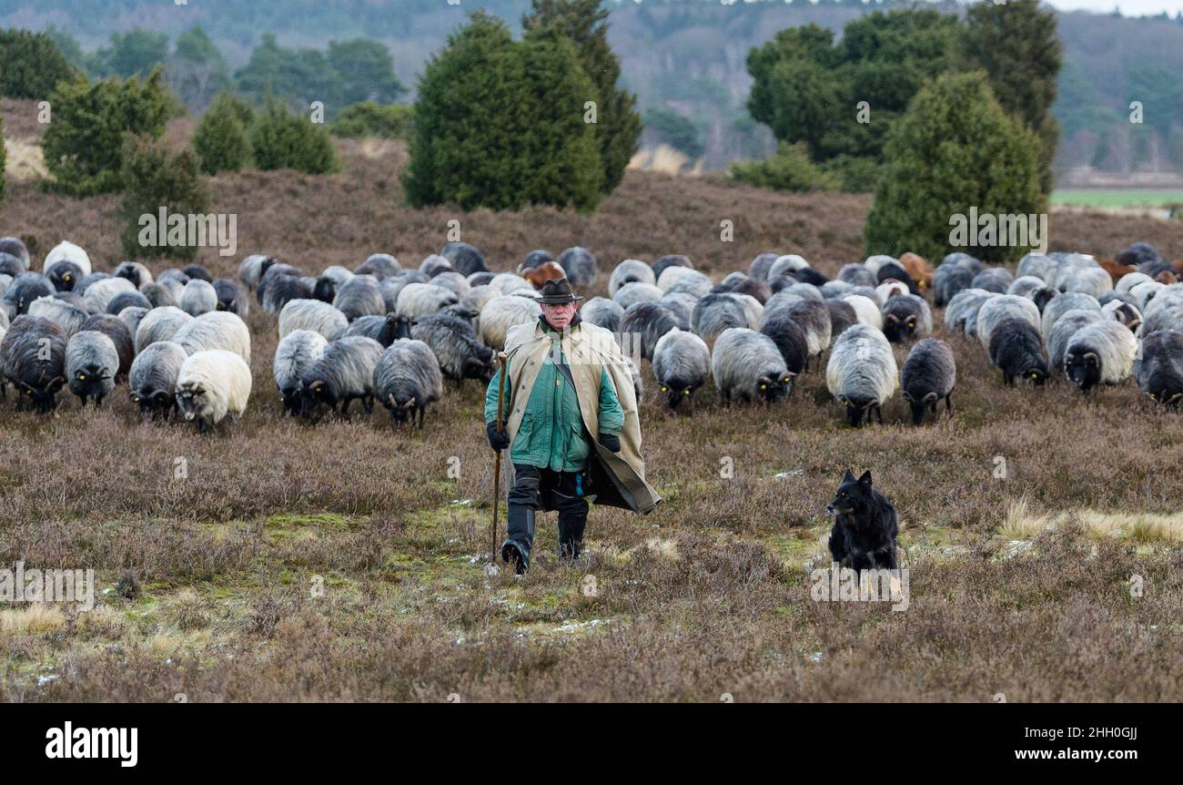 Niederhaverbeck, Germany. 20th Jan, 2022. Uwe Storm, shepherd, leads ...