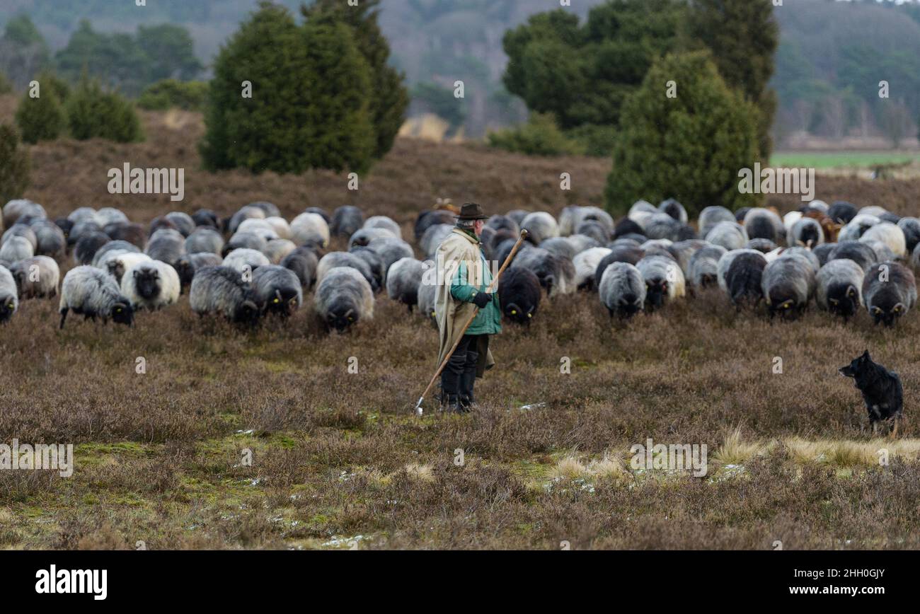 Niederhaverbeck, Germany. 20th Jan, 2022. Uwe Storm, shepherd, leads ...