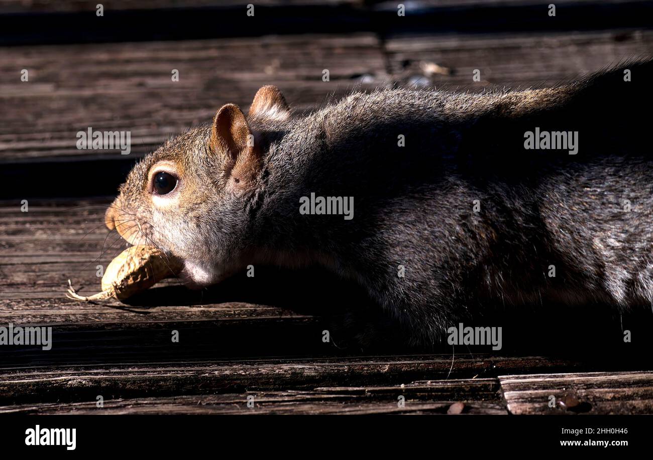 A Squirrel finds a peanut on the deck Stock Photo - Alamy