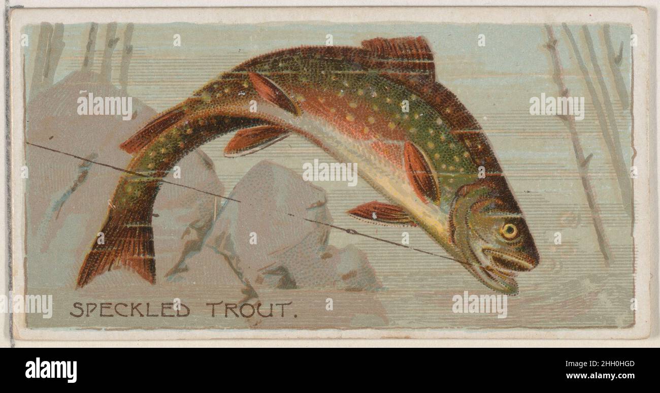 Speckled Trout, from the series Fishers and Fish (N74) for Duke brand ...