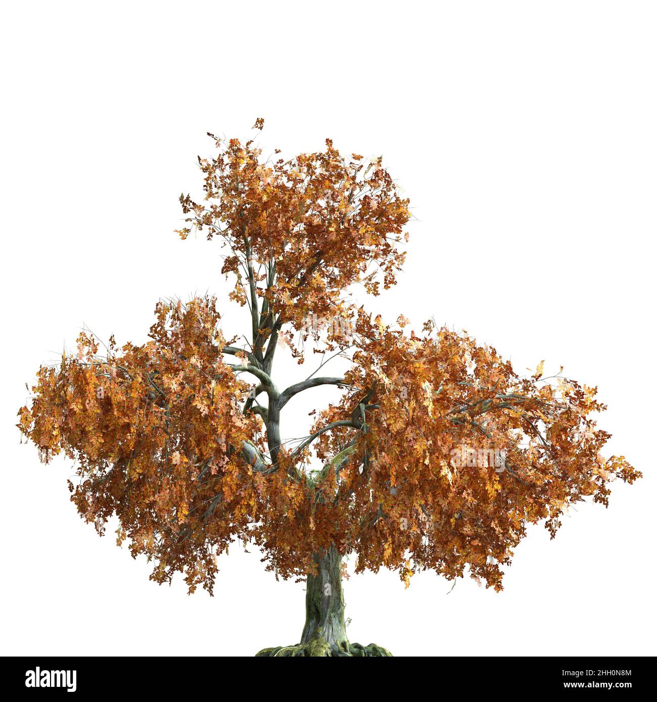 3D illustration autumn tree isolated on white background Stock Photo ...