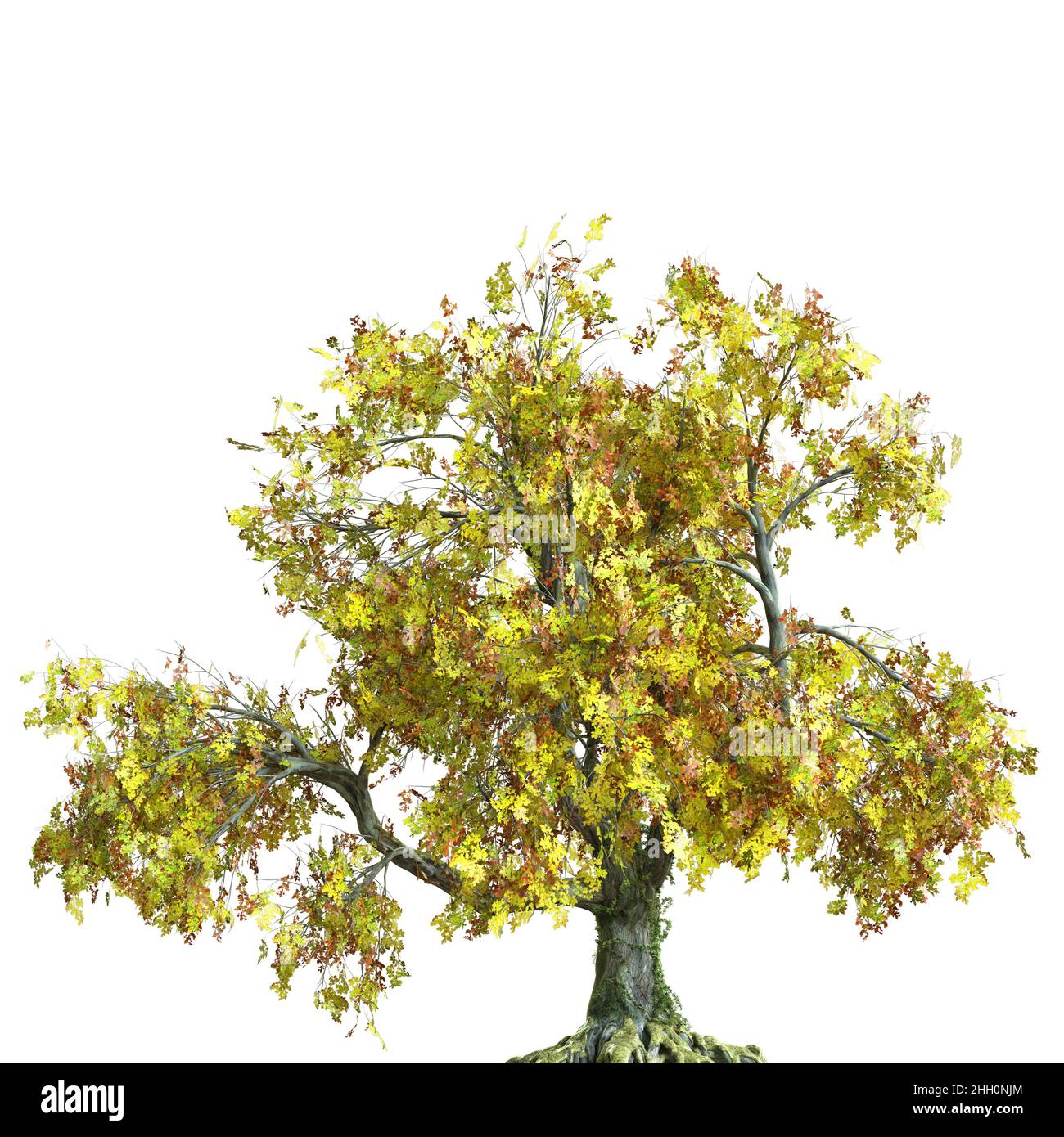 3D illustration autumn tree isolated on white background Stock Photo - Alamy