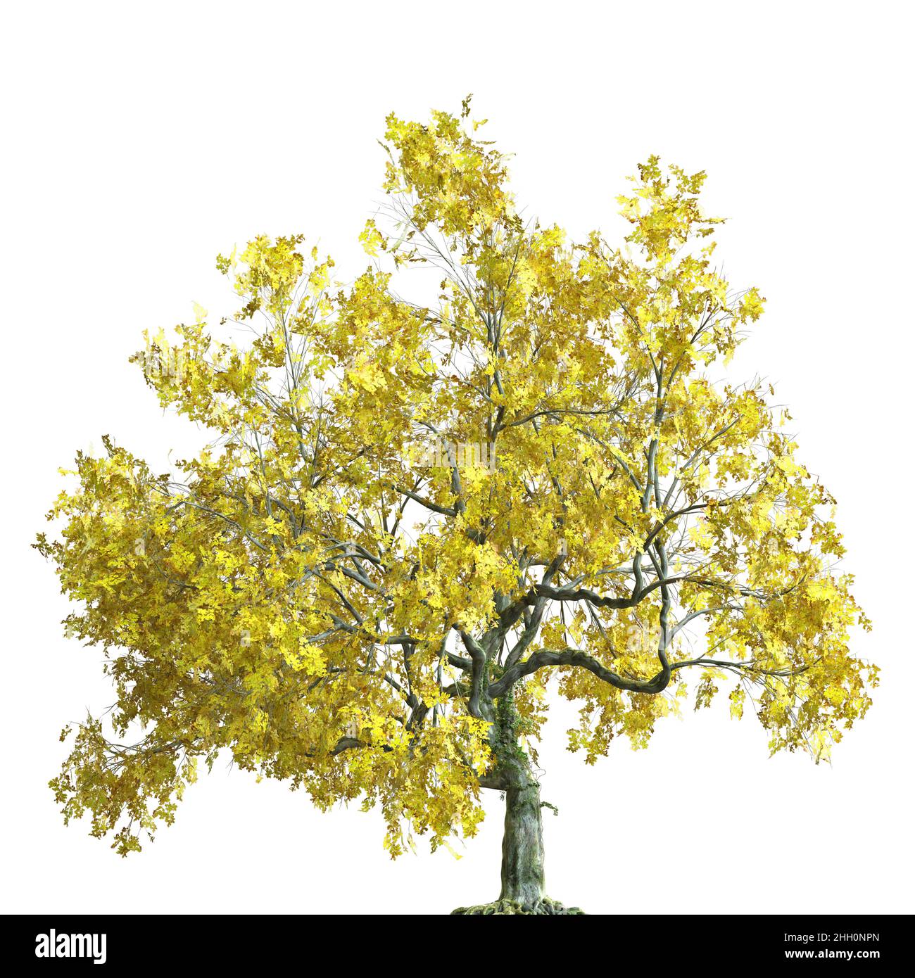 3D illustration autumn tree isolated on white background Stock Photo - Alamy