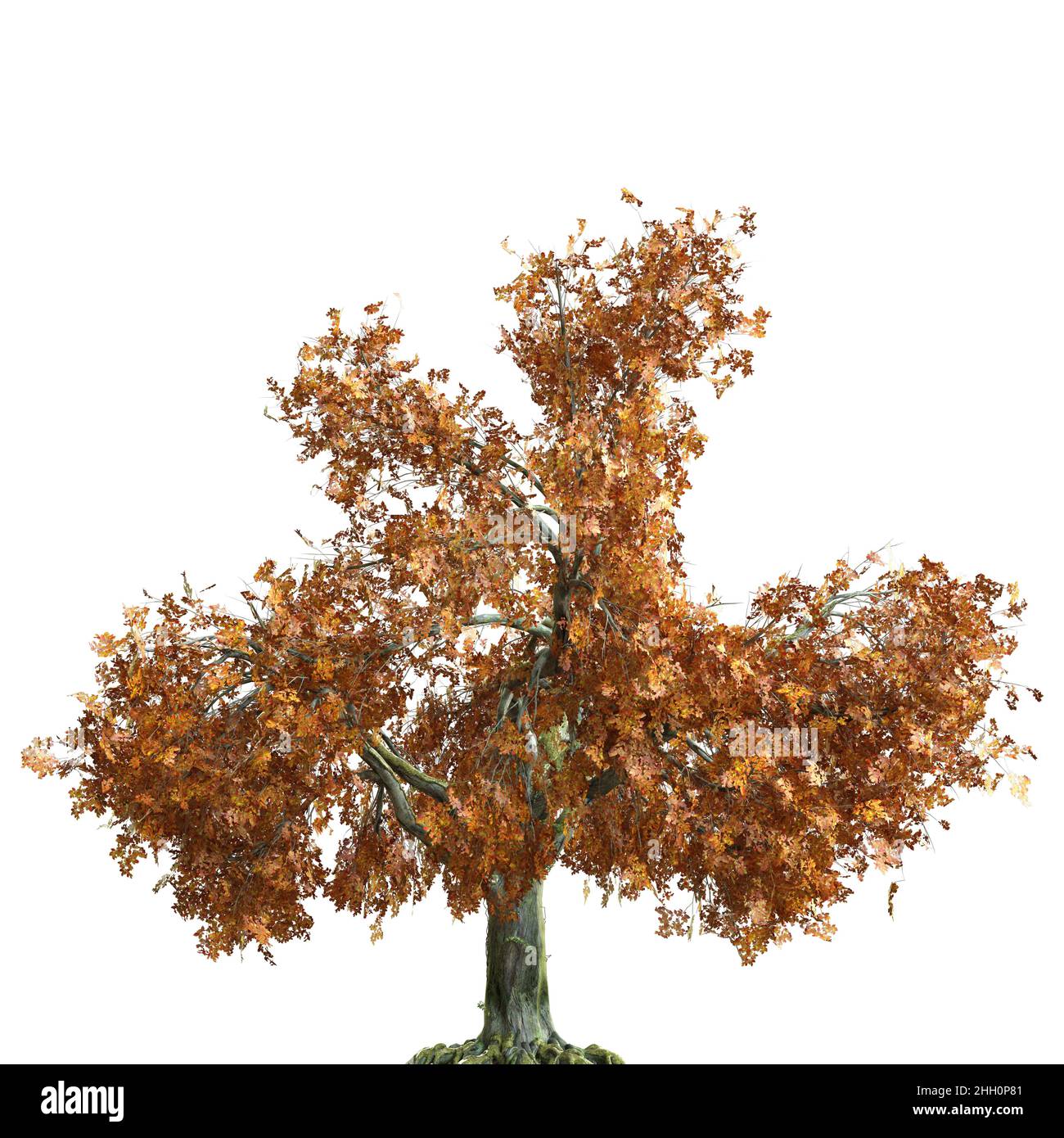 3D illustration autumn tree isolated on white background Stock Photo ...
