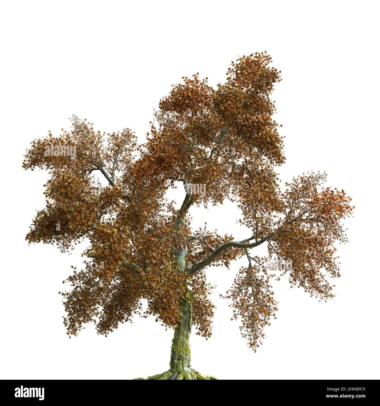 3D illustration autumn tree isolated on white background Stock Photo ...