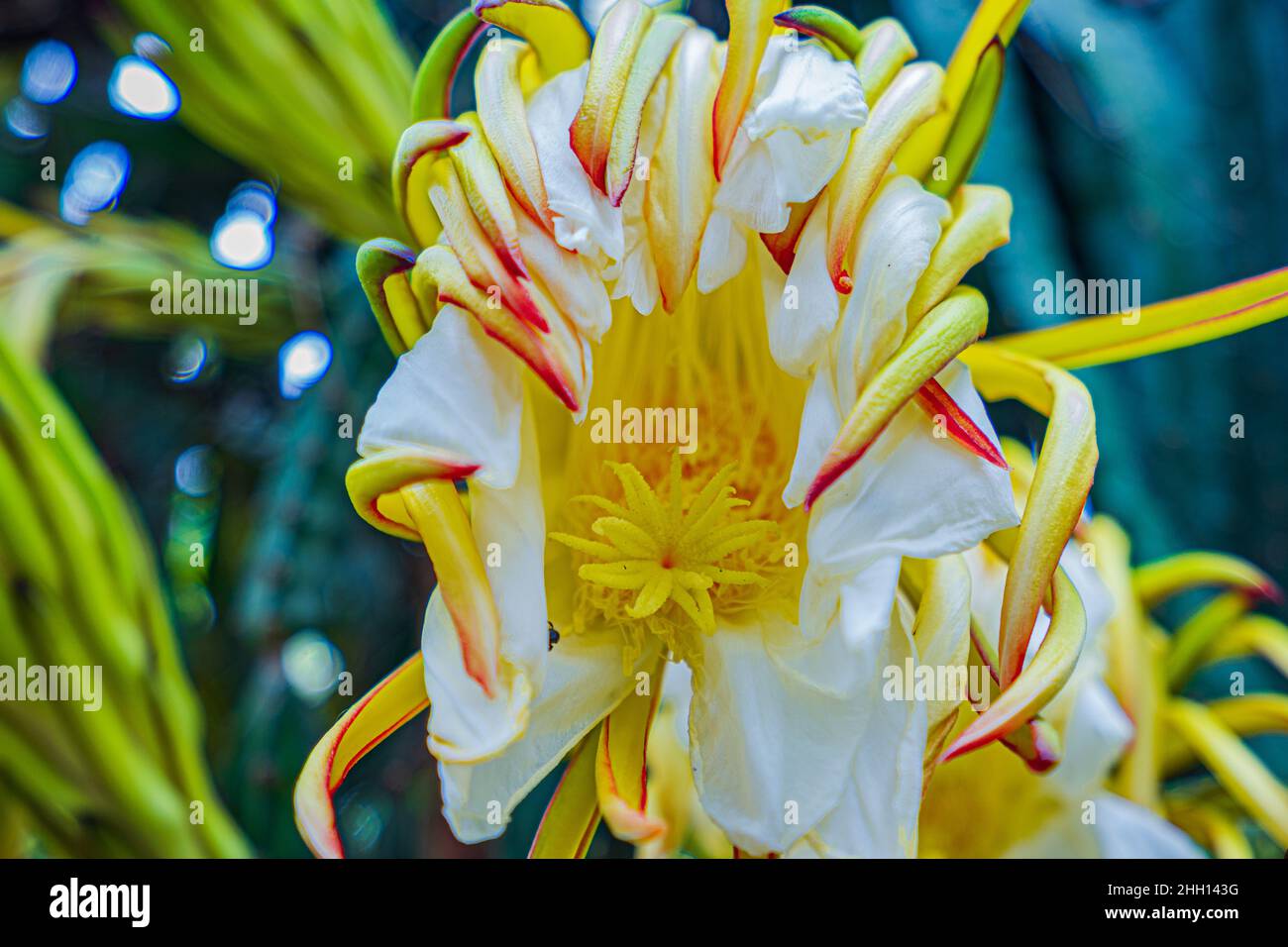Yellow core hi-res stock photography and images - Alamy