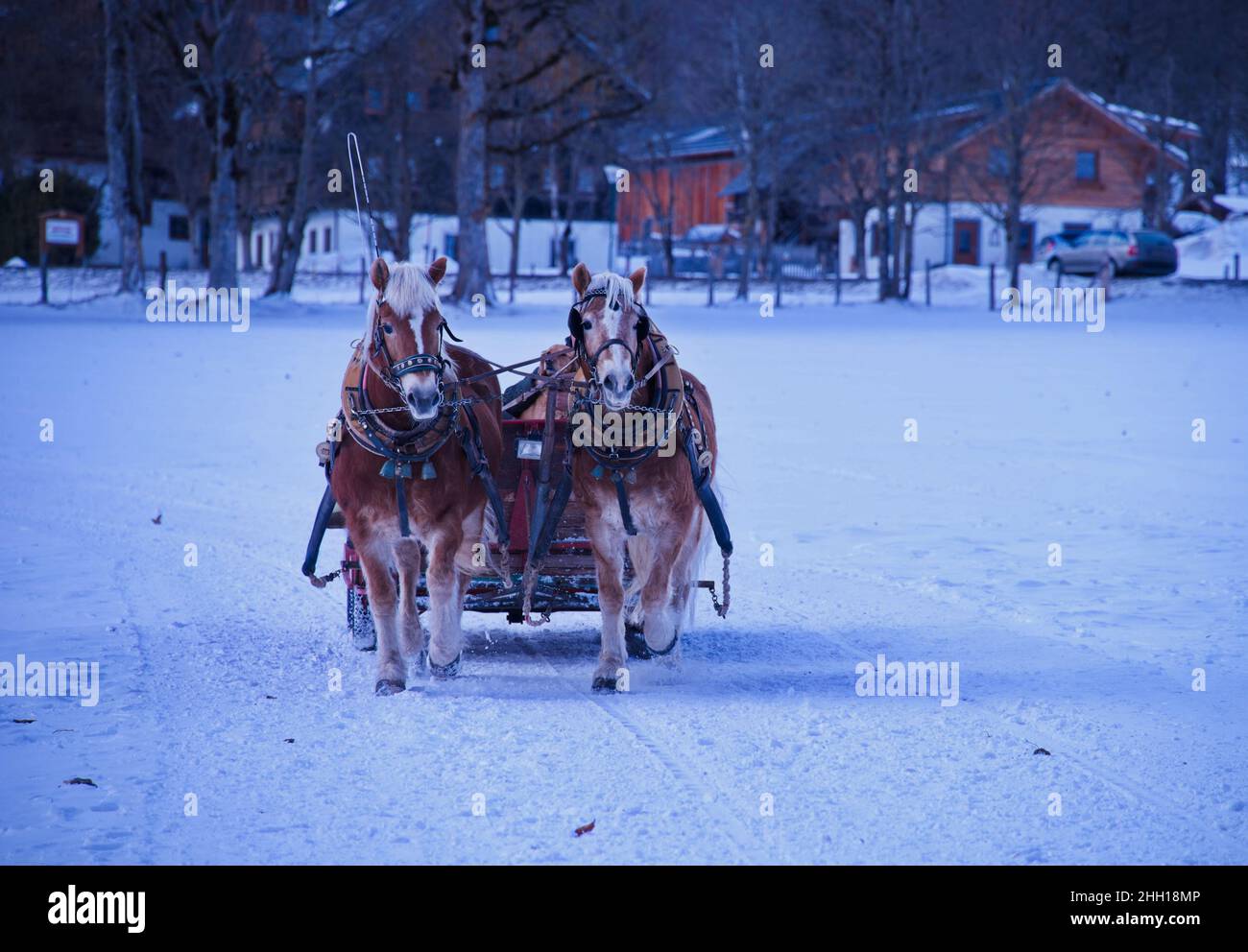 Vehicle pulled by an animal hi-res stock photography and images - Alamy