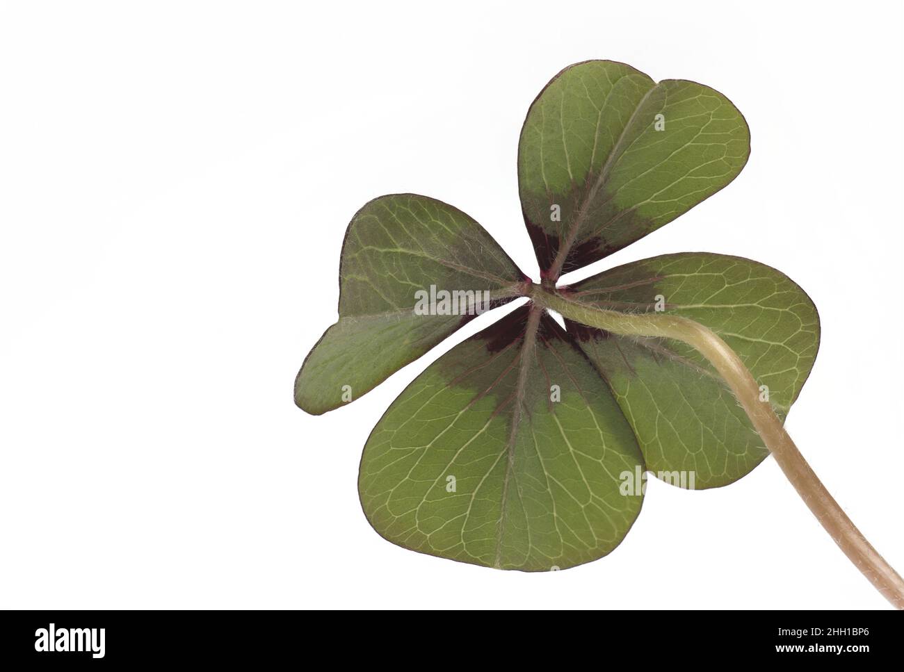 Back clover hi-res stock photography and images - Alamy