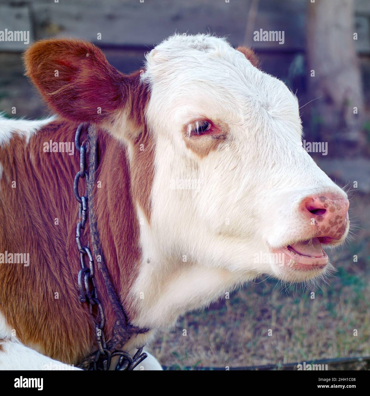 Red angus beef cattle portrait hi-res stock photography and images - Alamy