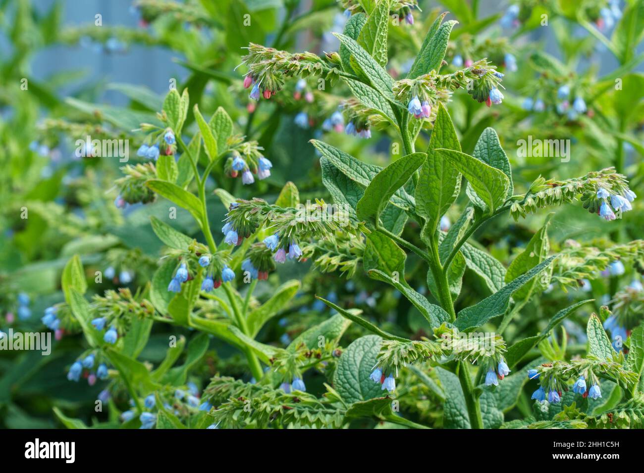 Small blue flower comfrey bell. Symphytum officinale. Medicinal plant ...
