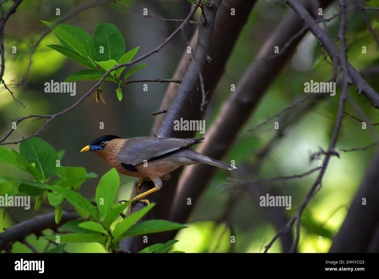 Wildlife india brahminy myna hi-res stock photography and images - Alamy